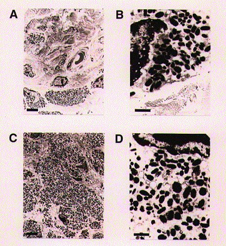 Fig. 8. Electron micrographs of melanocytes in the ear.